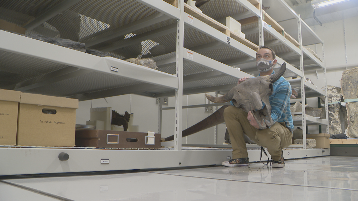 Science Museum trying to choose Minnesota's official state fossil ...