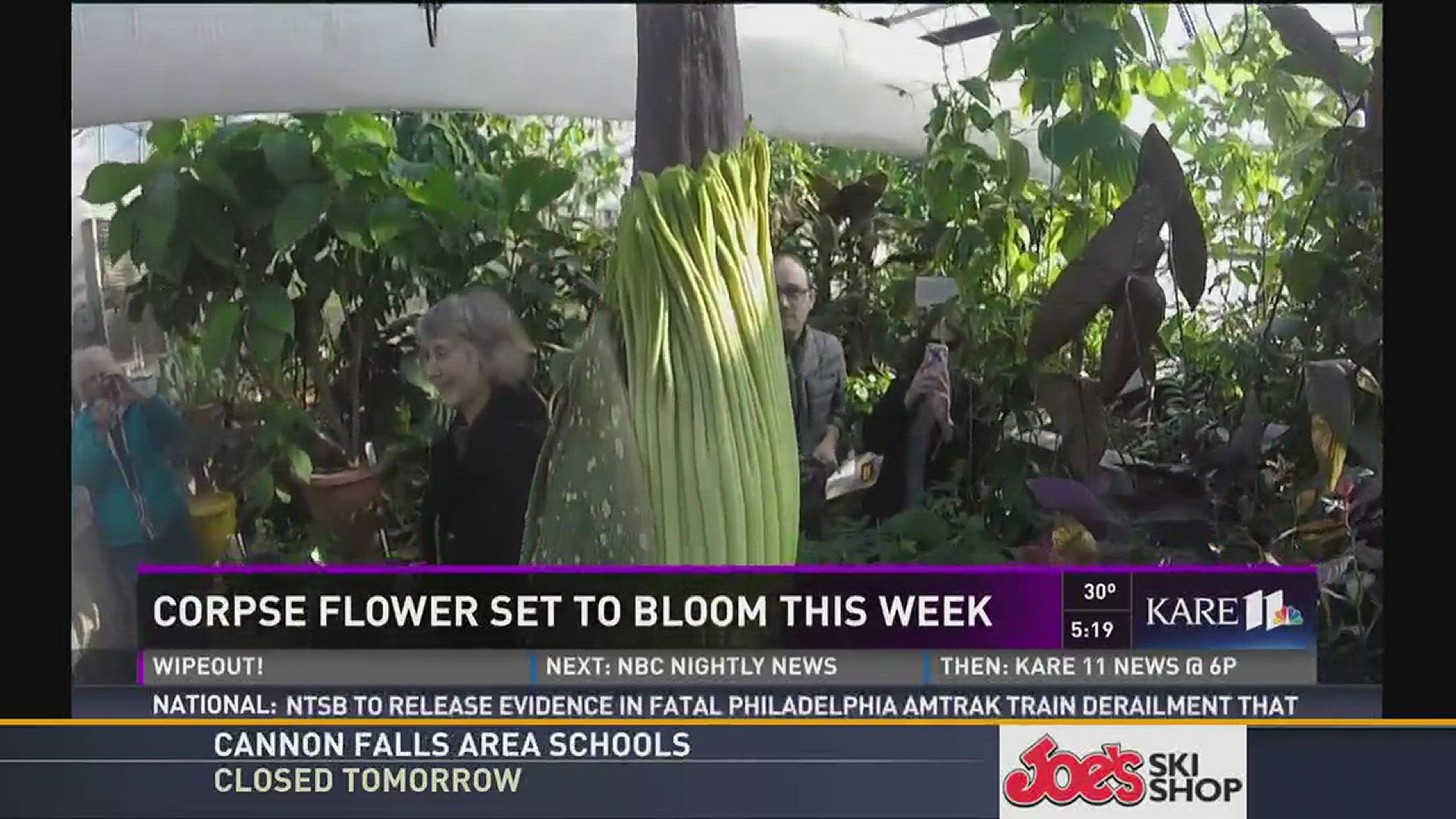 Foul-smelling 'corpse flower' set to bloom at U of Minnesota | kare11.com