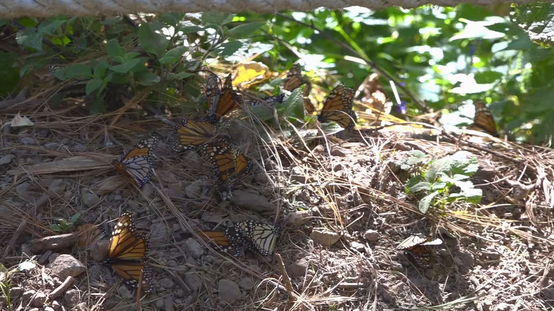 Sven Explains: Monarchs, milkweed and climate change | kare11.com