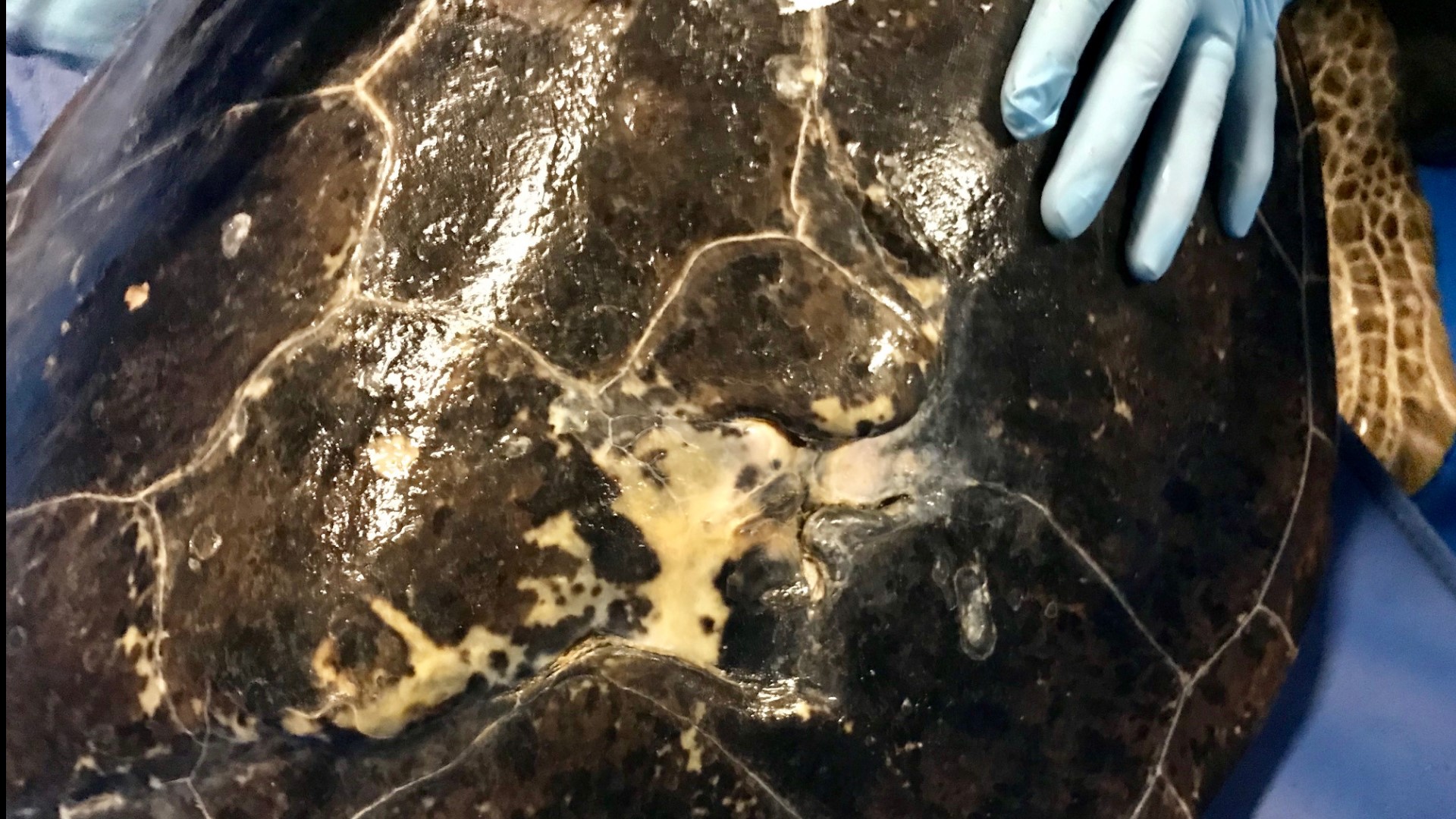 Thanks to U of M, gaseous sea turtle can dive again | kare11.com