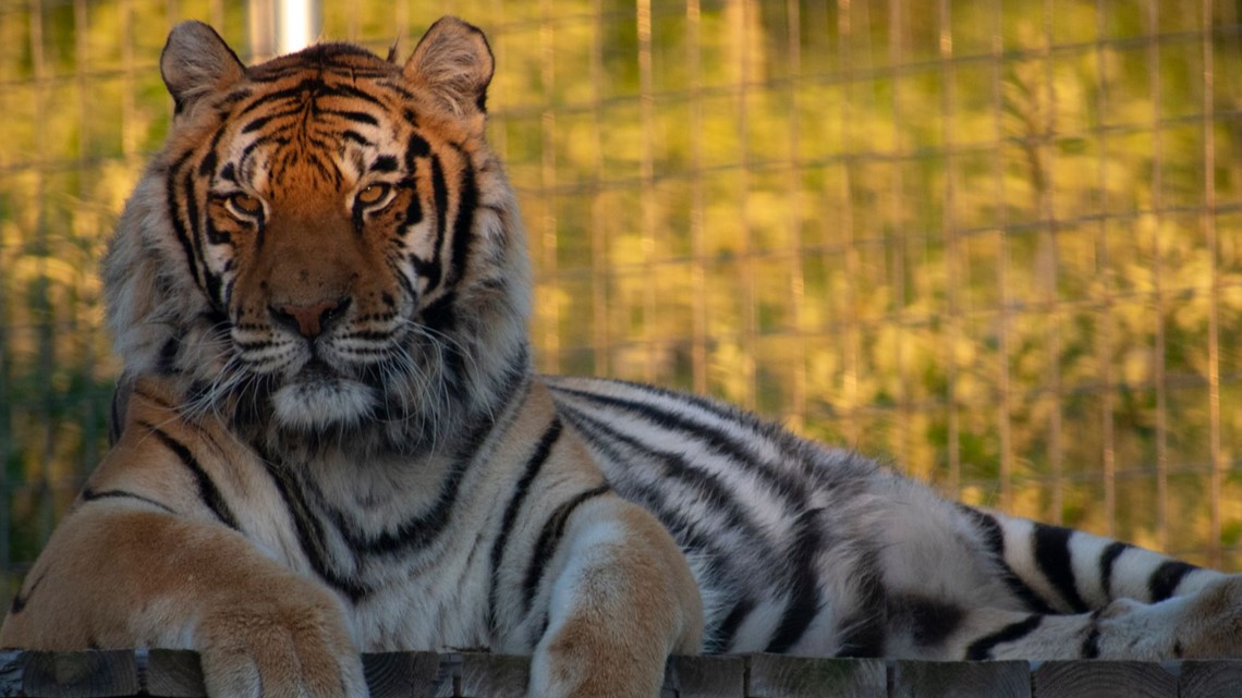 Minnesota tiger tests positive for the virus that causes COVID-19 ...