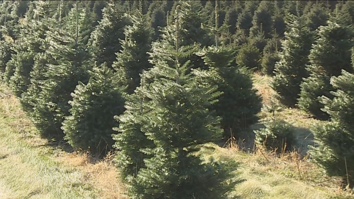 Grow with KARE: New Christmas tree trend | kare11.com