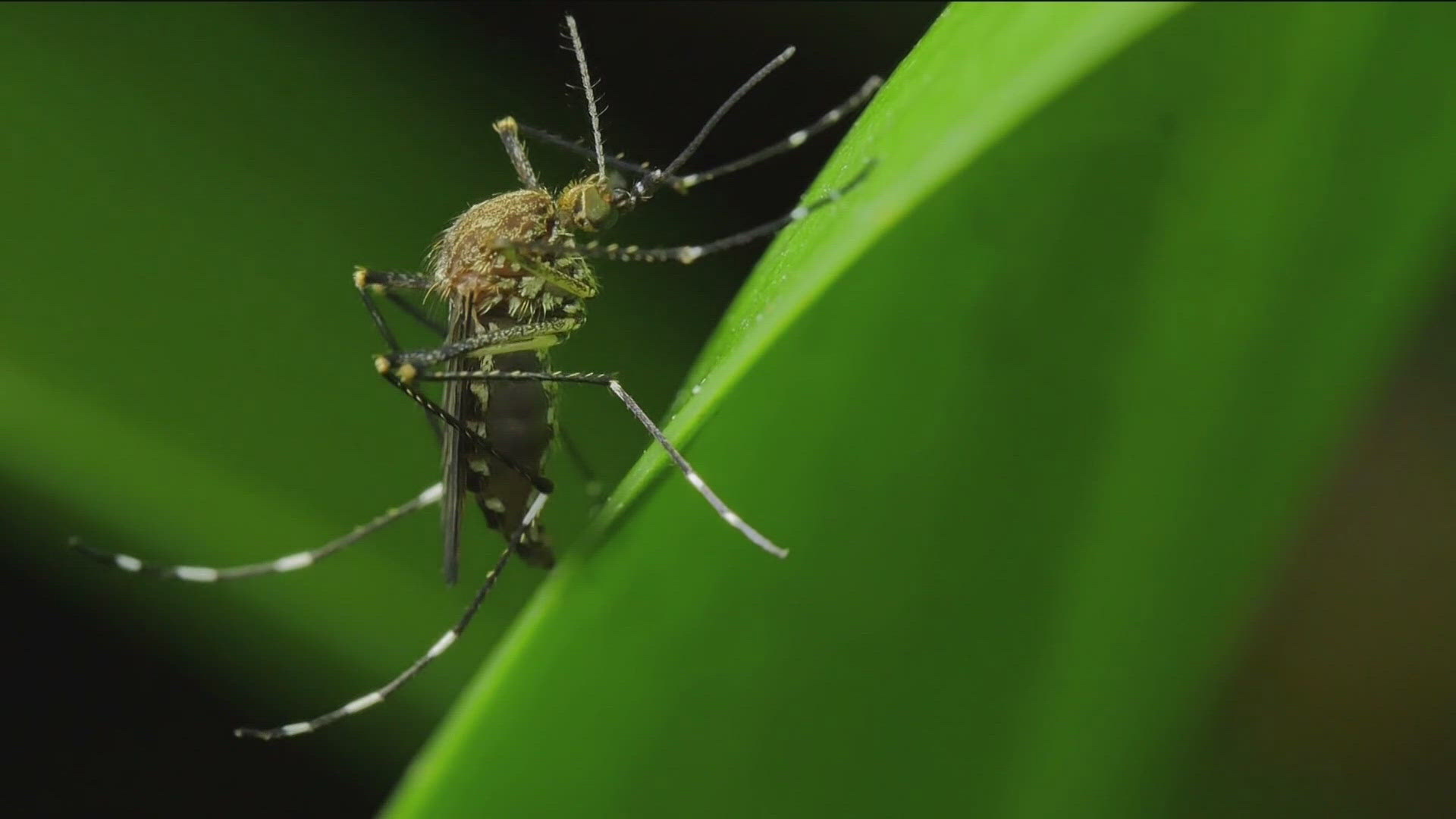 Mosquito control district forecasting slower spring with a surge in mid-summer | kare11.com