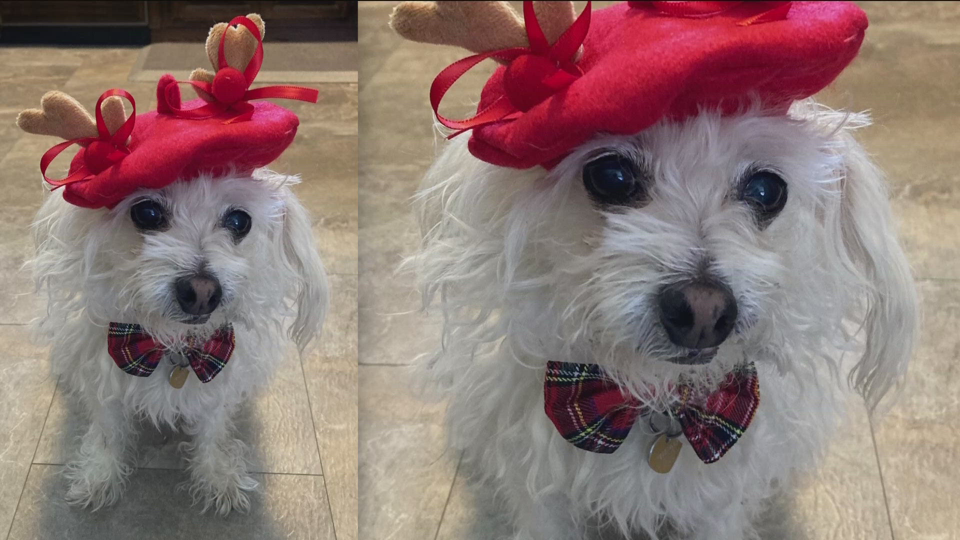 BCA: Alleged auto theft suspect pointed gun at police before 2 officers ...