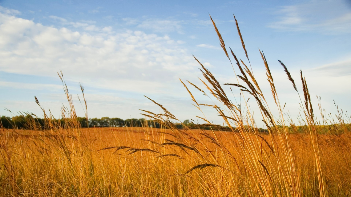 Grow with KARE: All about grasses | kare11.com