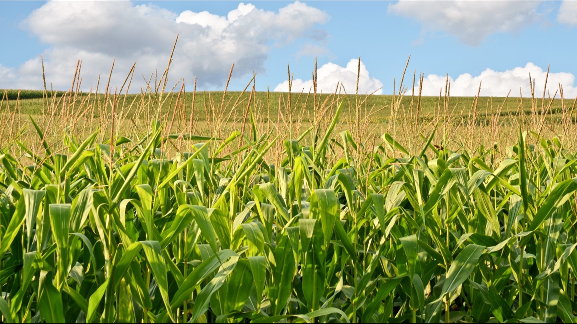 Minnesota farmers take on more debt for spring planting | kare11.com