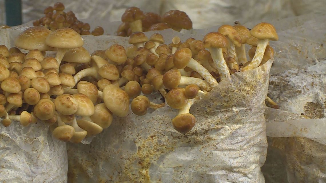 Growing your own mushrooms at home: 3 simple steps | kare11.com