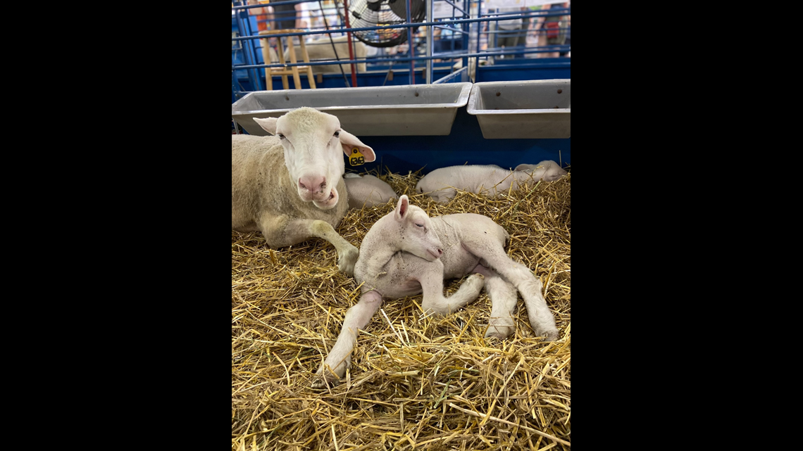 PHOTOS: Minnesota State Fair animals | kare11.com