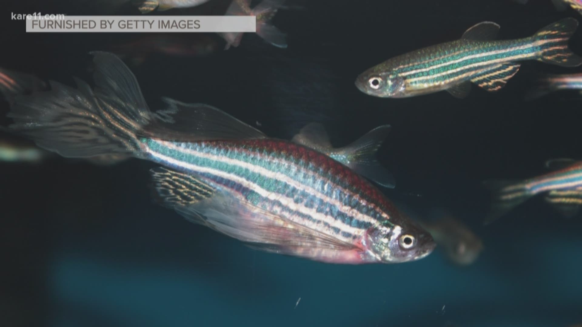 Sven Explains: The Sleepy Zebra Fish | kare11.com