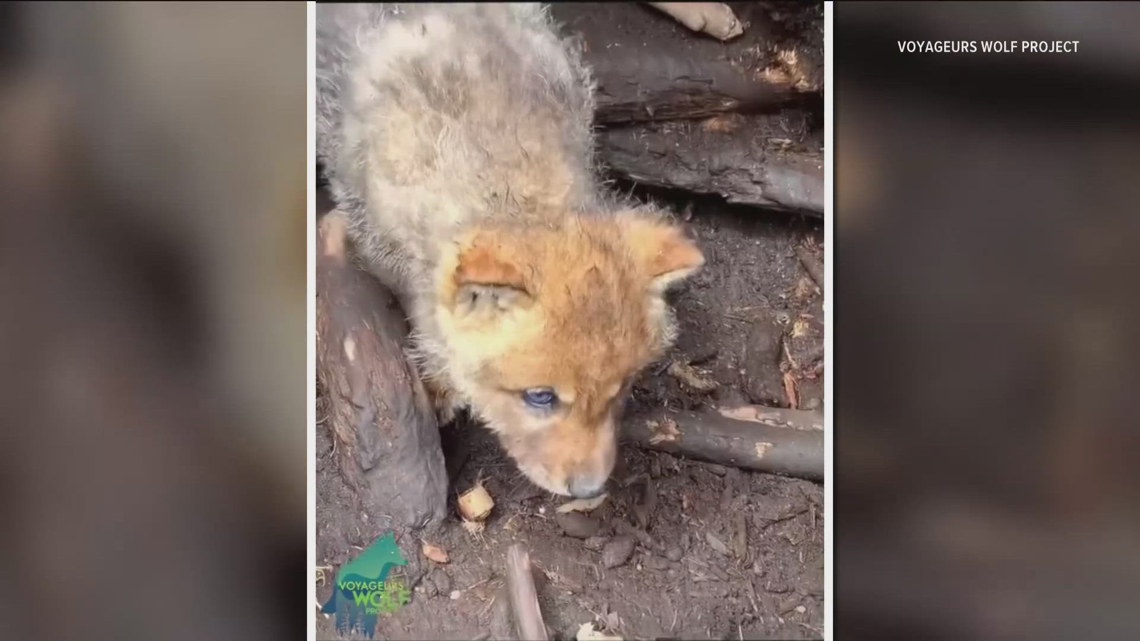 1-month-old wolf pup growls at Voyageurs workers | kare11.com