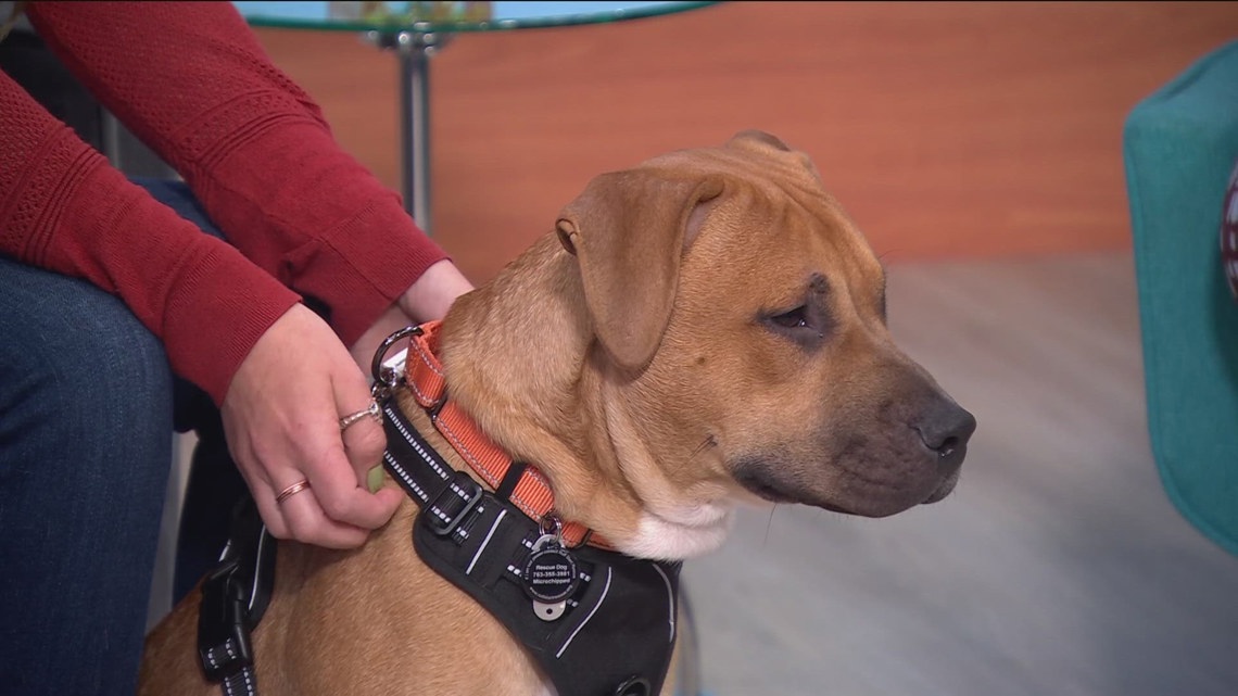 Ruff Start Rescue helps animals abandoned after hurricanes | kare11.com