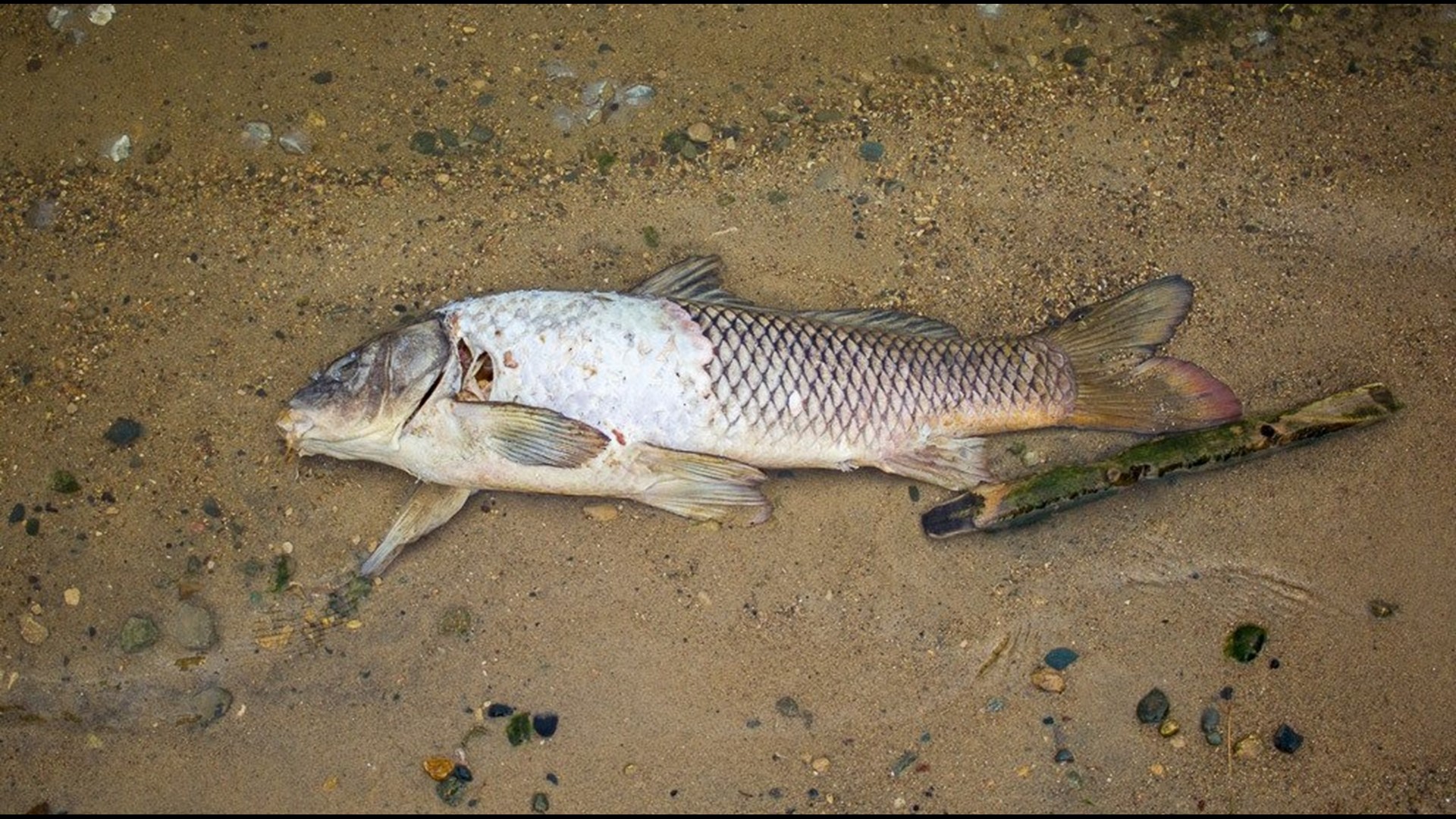 Carp kill near Cannon Falls caused by virus | kare11.com