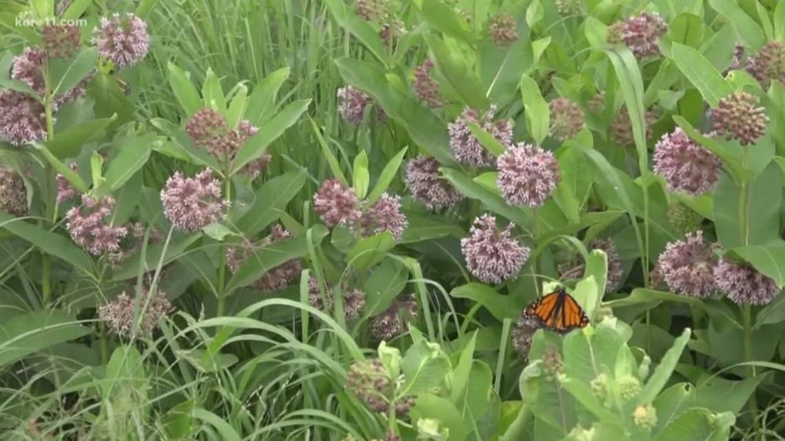 Celebrating pollinators at the Minnesota State Fair | kare11.com