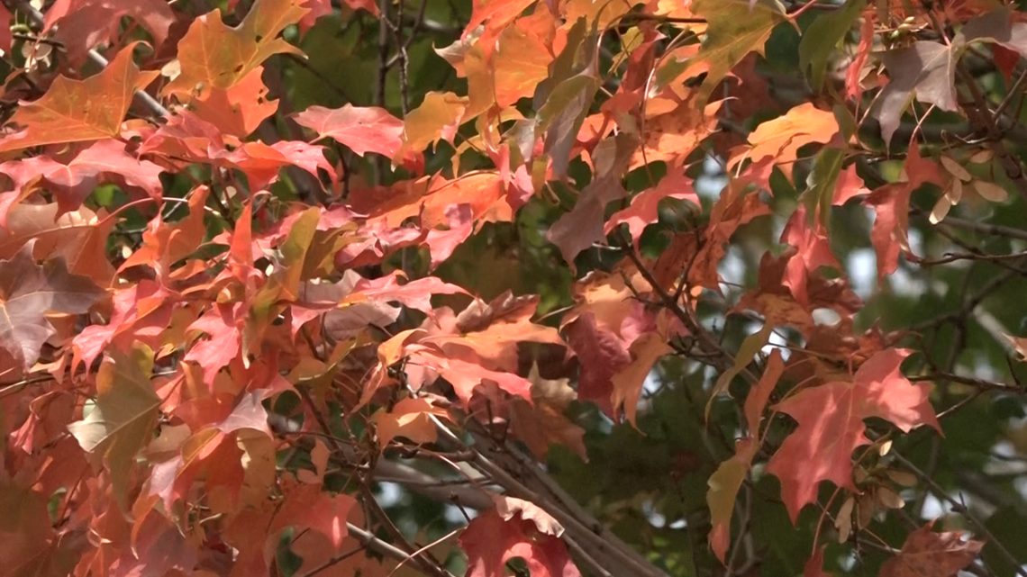 WeatherMinds: Choosing trees that adapt to climate change | kare11.com