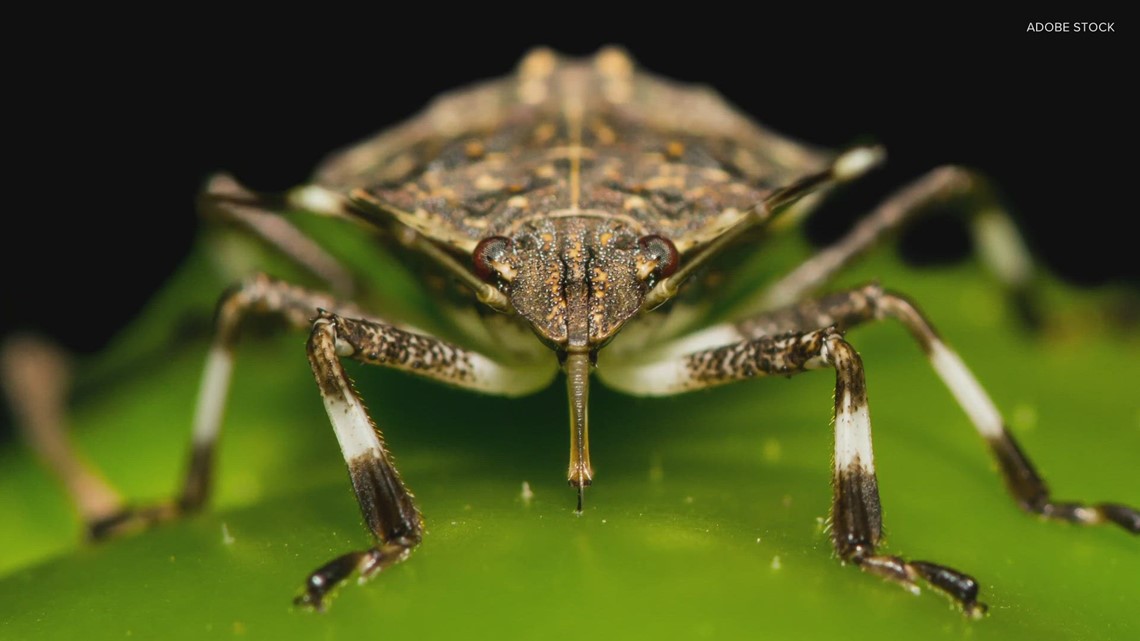 Experts say they're seeing more reports of stink bugs | kare11.com
