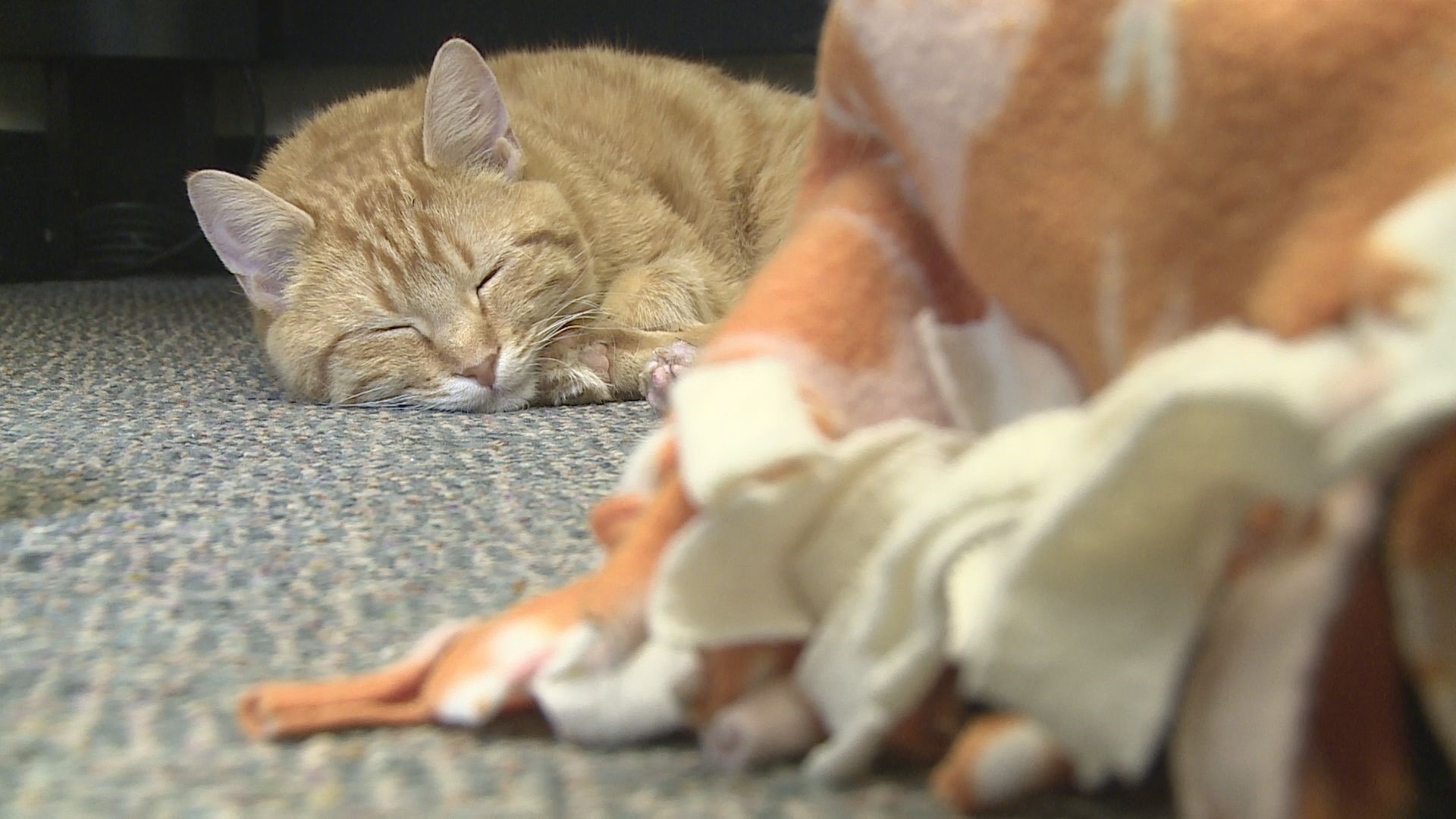 Chuckie the Coon Rapids cat loses toe, tail to frostbite | kare11.com