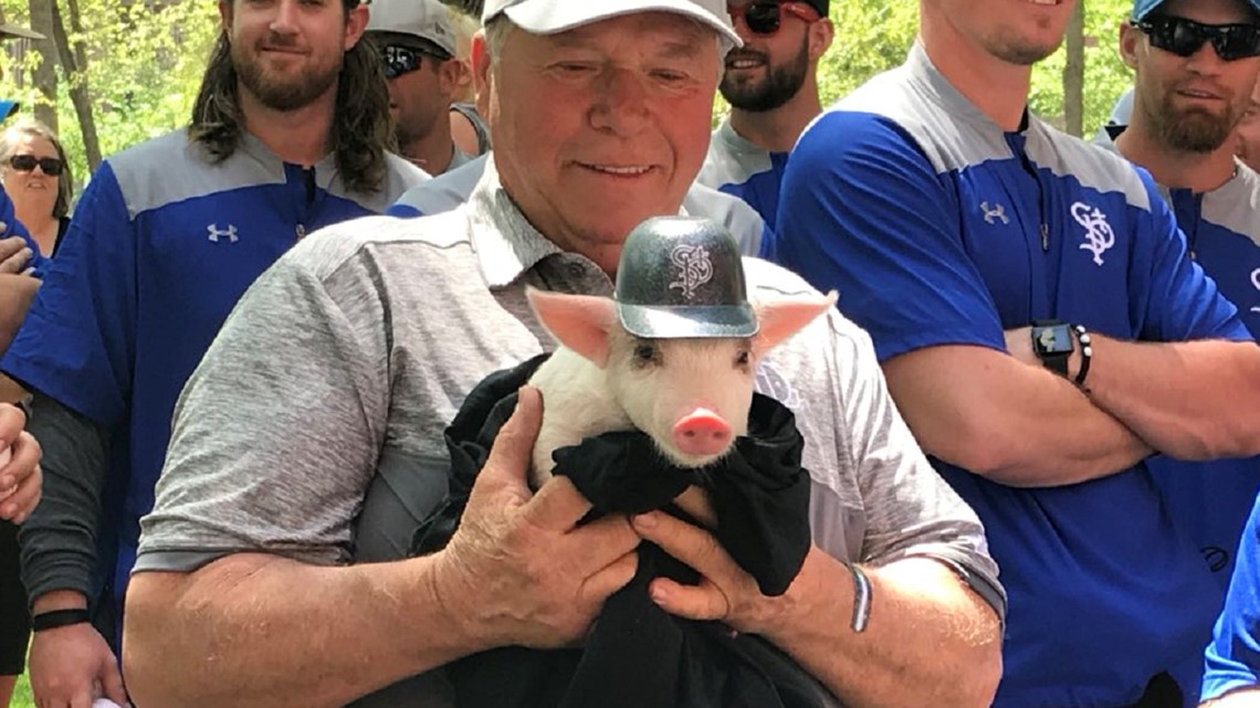 'Porknite' is St. Paul Saints 2018 ball pig | kare11.com