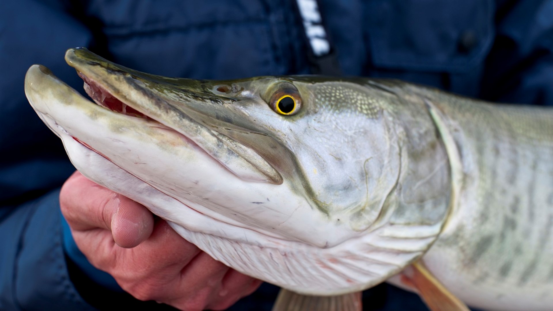 Muskie stocking dispute remains unresolved | kare11.com