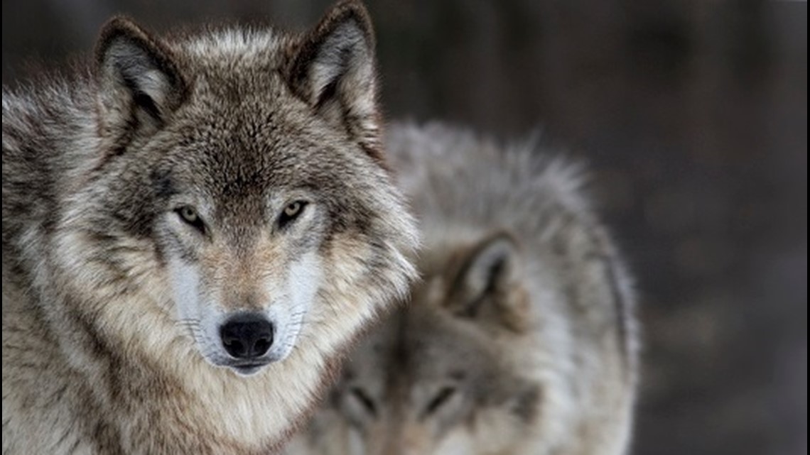Isle Royale wolf relocation project wraps up for the year | kare11.com
