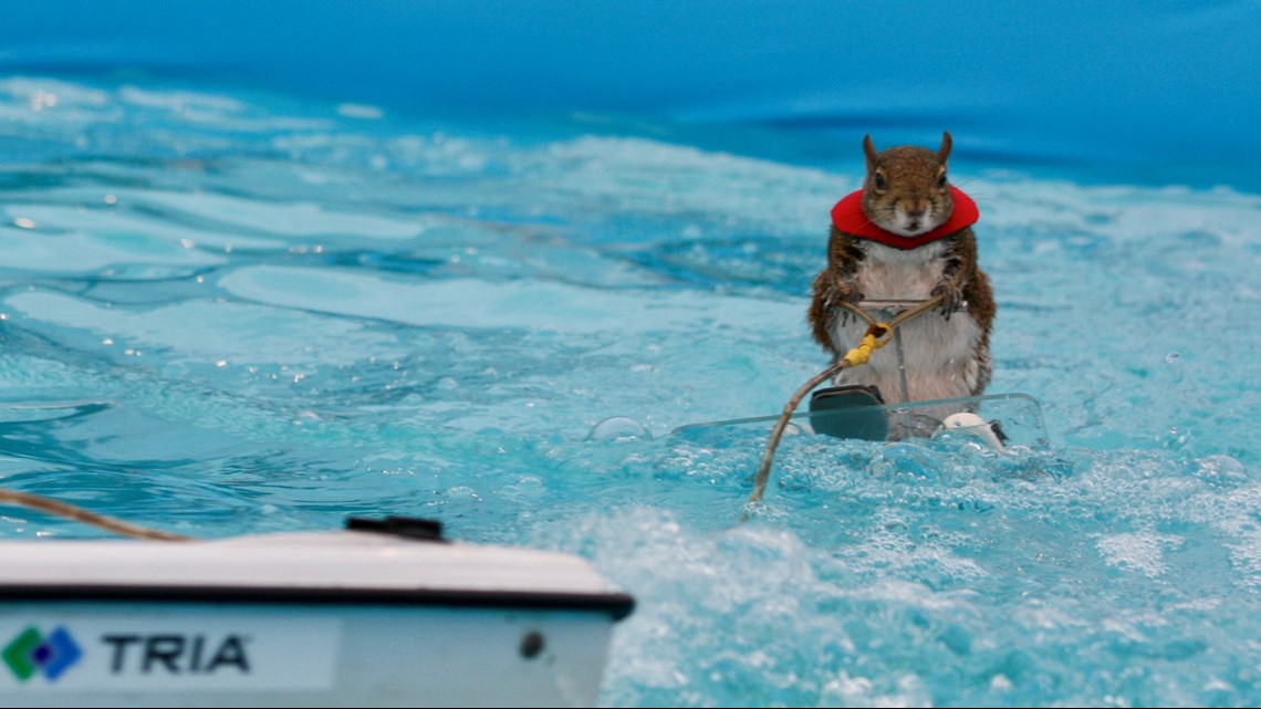 Twiggy the water-skiing squirrel retires after Minneapolis show ...
