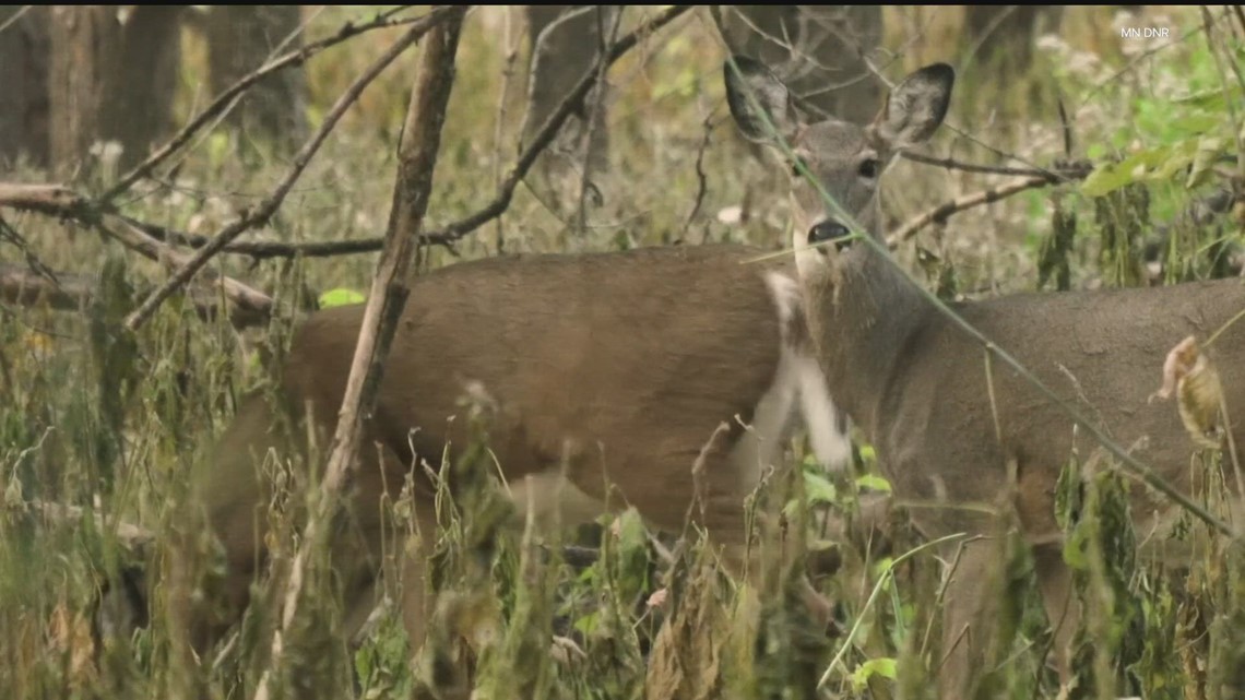 Two youths accidentally shoot guardians in MN's youth deer season ...