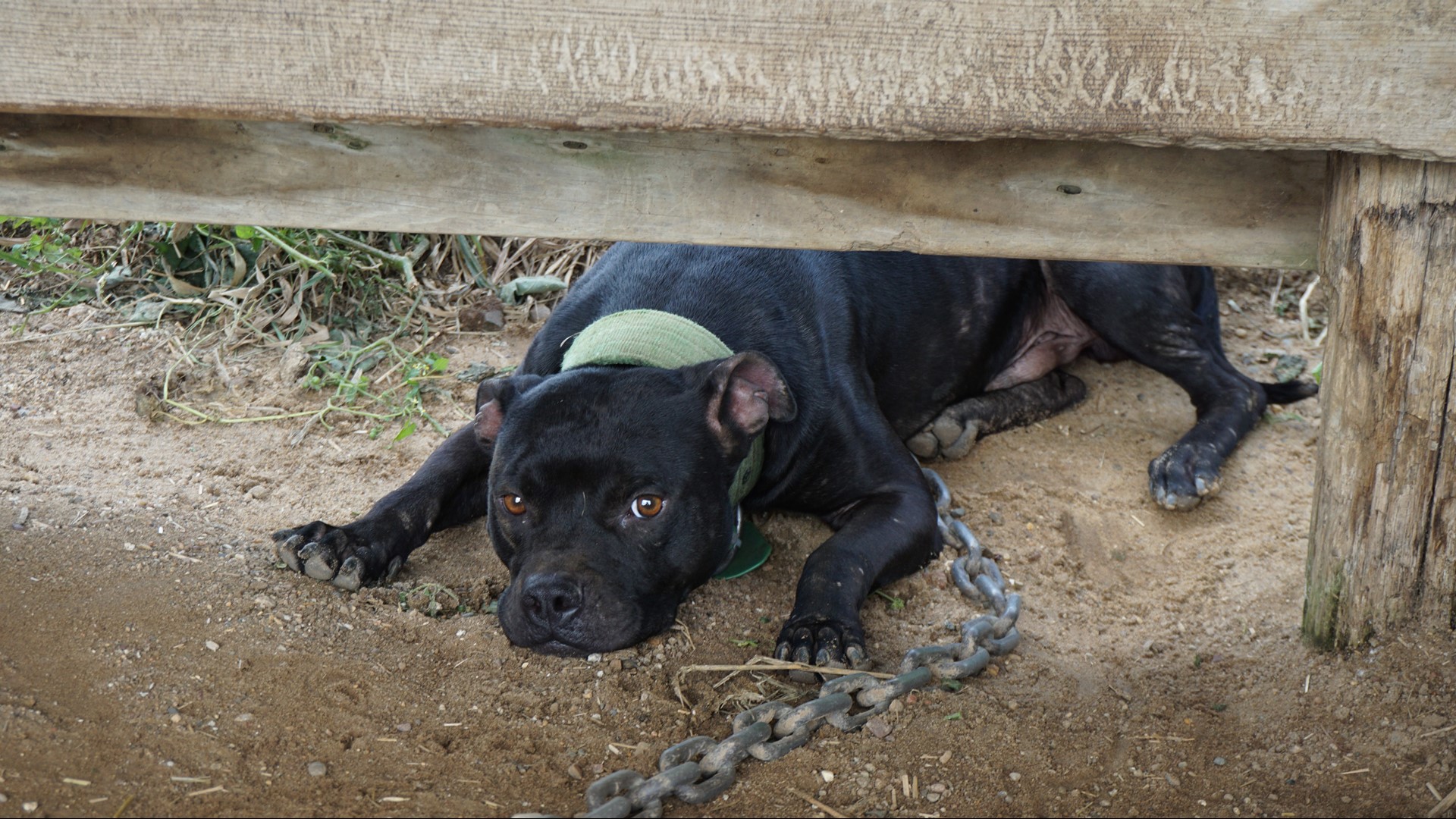 Nearly 1,700 animals, meth seized in western Wis. raid | kare11.com