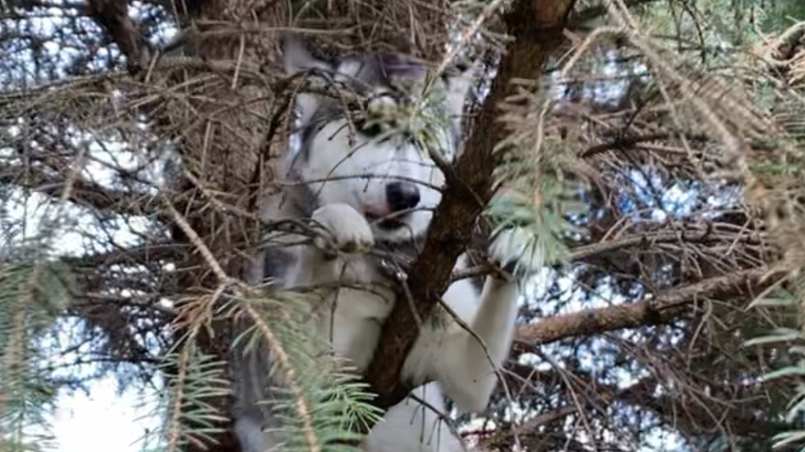 Watch: Kota the husky gets stuck in a tree, has to be rescued by ladder ...