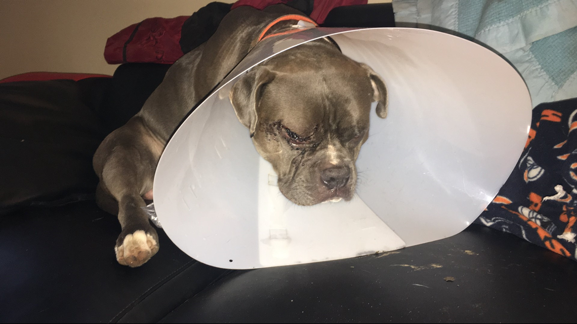 Minneapolis SWAT team shoots 2 dogs, 1 fatally | kare11.com