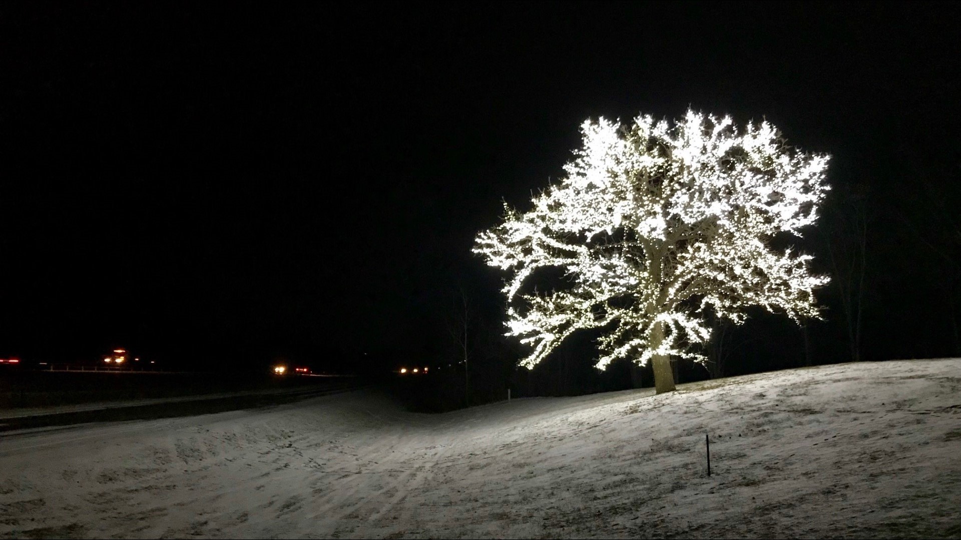 PHOTOS: Land of 10,000 Stories: Jerry's Tree | kare11.com