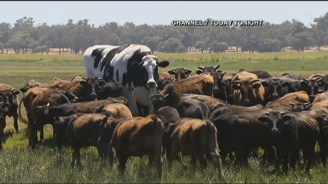 World goes bonkers over giant bovine | kare11.com