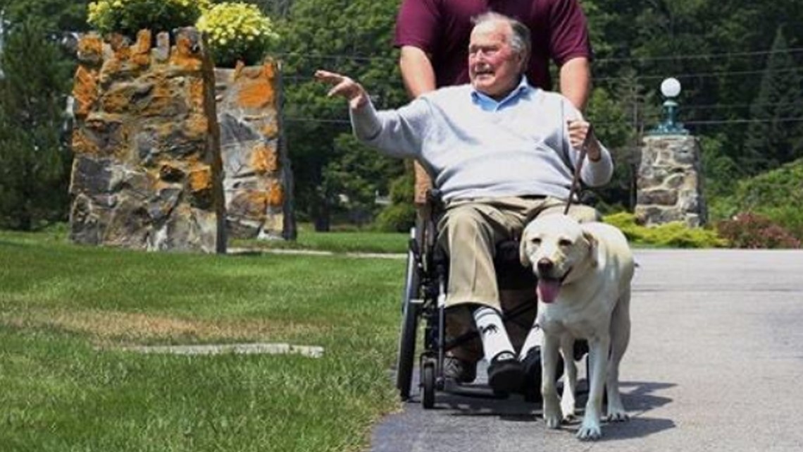 The bond between a service dog and their human | kare11.com