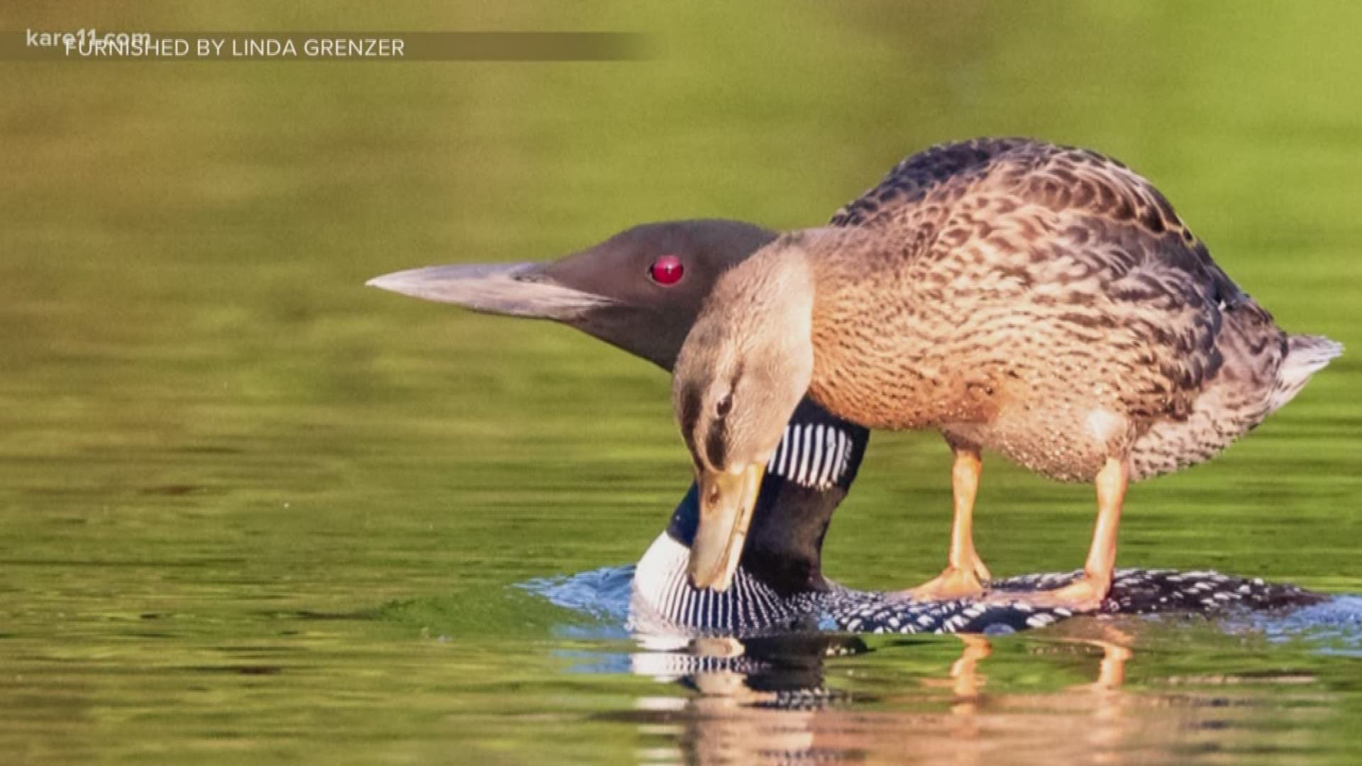 Putting Rivalry Aside Loon Pair Adopts Duckling Kare11