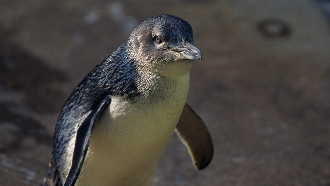 Sven Explains: Town moves to save the penguins | kare11.com