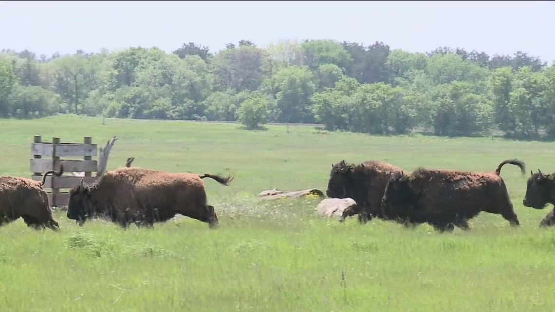 Belwin Conservancy welcomes 2024 herd | kare11.com