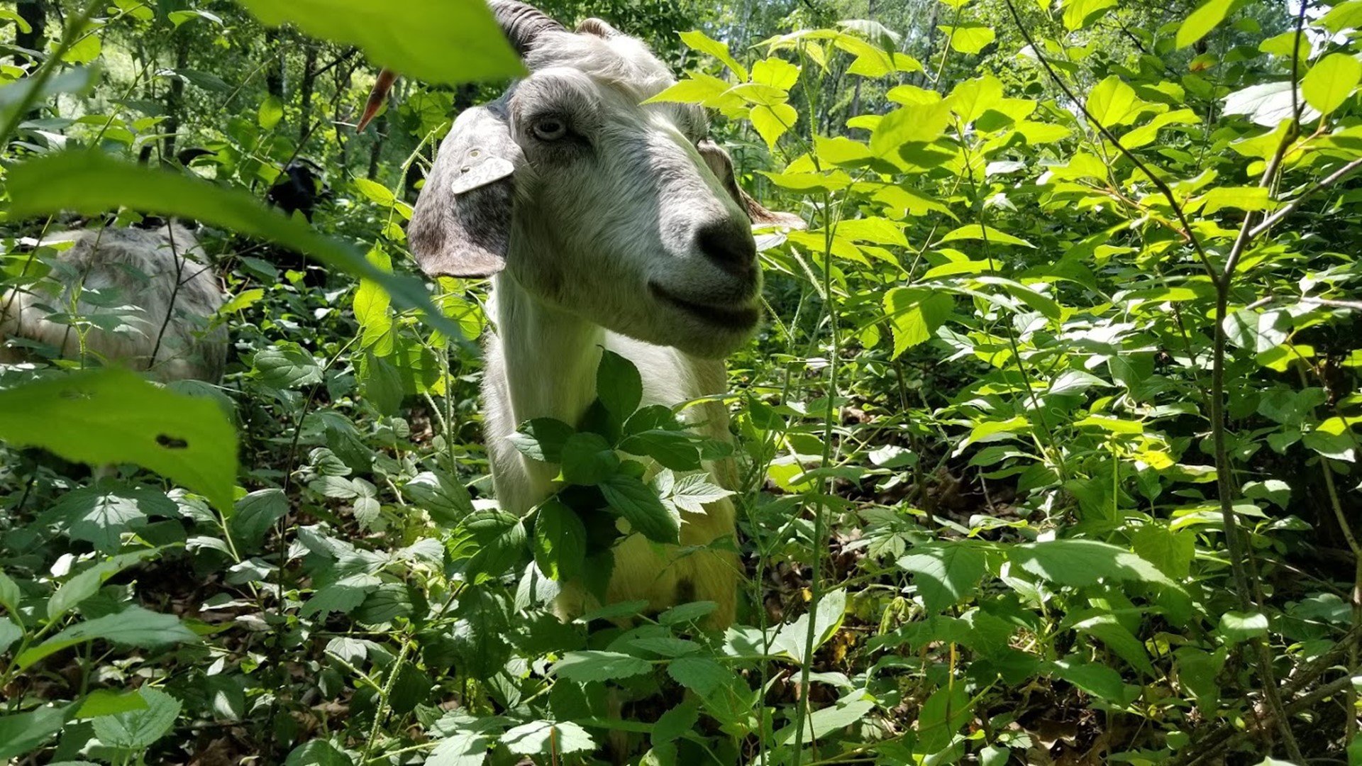 Goats come to Lebanon Hills Regional Park | kare11.com