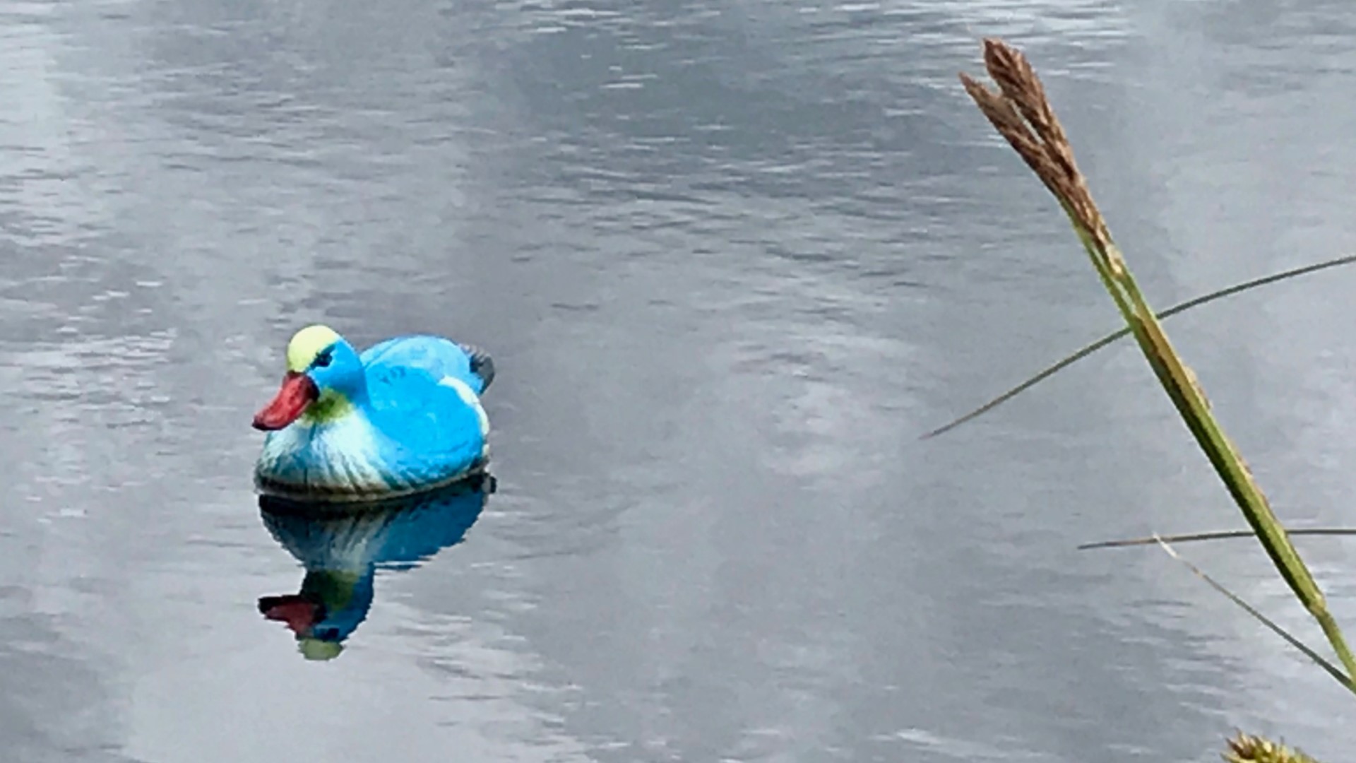 Ditch Ducks become a Highway 65 phenomenon | kare11.com