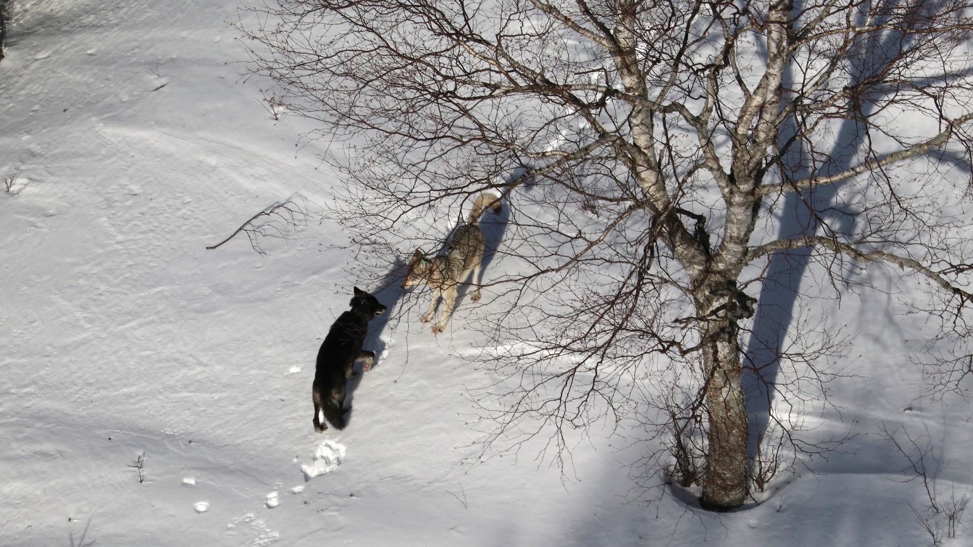 Relocated Isle Royale wolves getting established | kare11.com