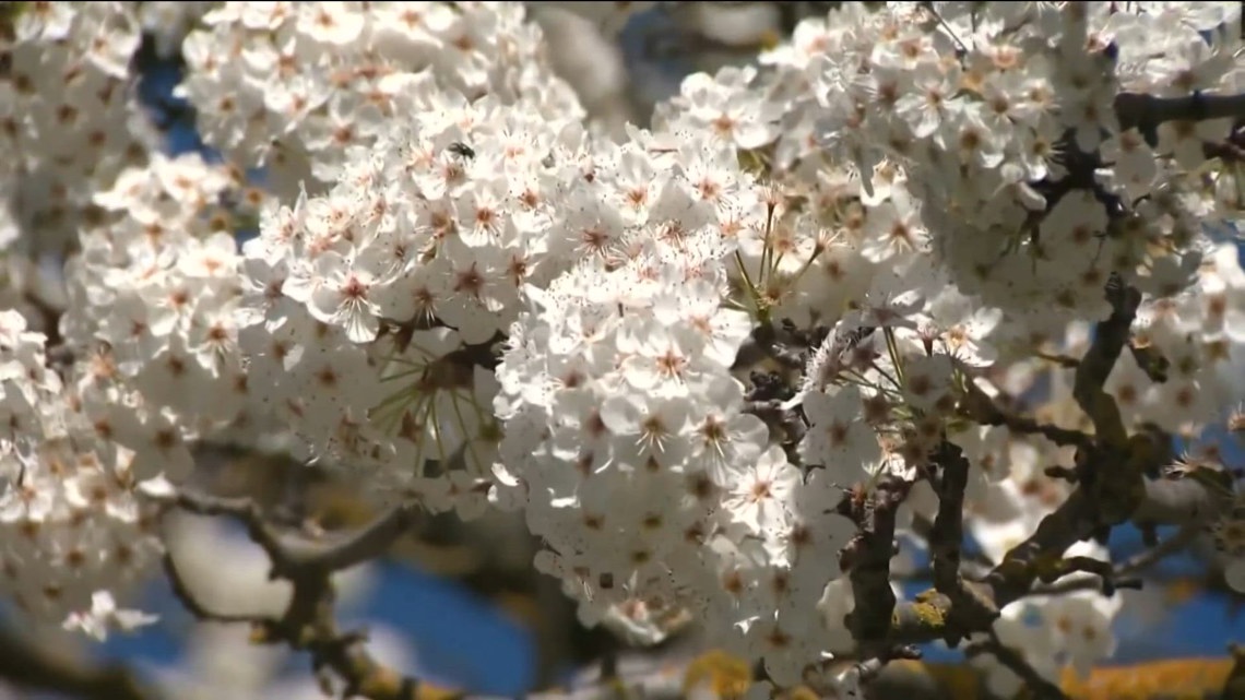 Expert shares tips on managing spring allergies | kare11.com