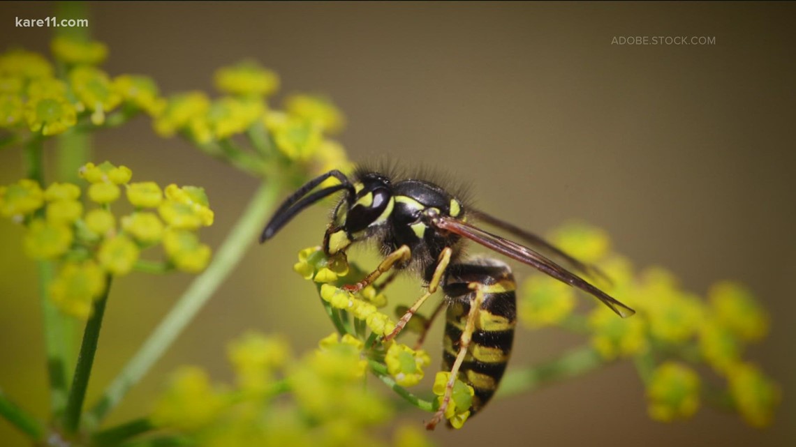Minnesotans are buzzing about wasps right now, and the weather is just ...