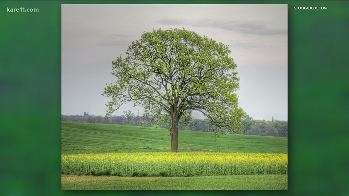 Grow with KARE: Best native trees for our climate | kare11.com