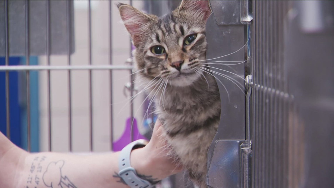 More than 60 cats rescued from home near northern Minnesota wildfires ...