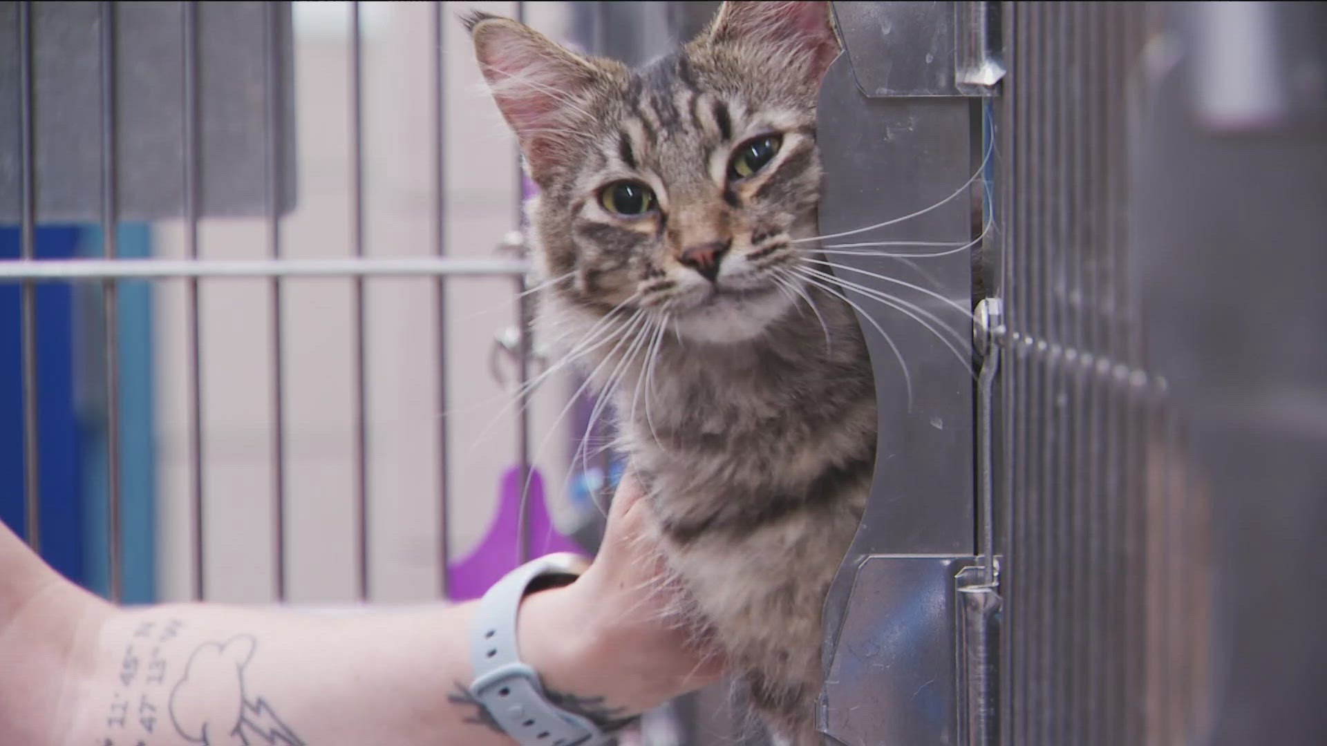 61 cats rescued from home near wildfire in northern Minnesota | kare11.com