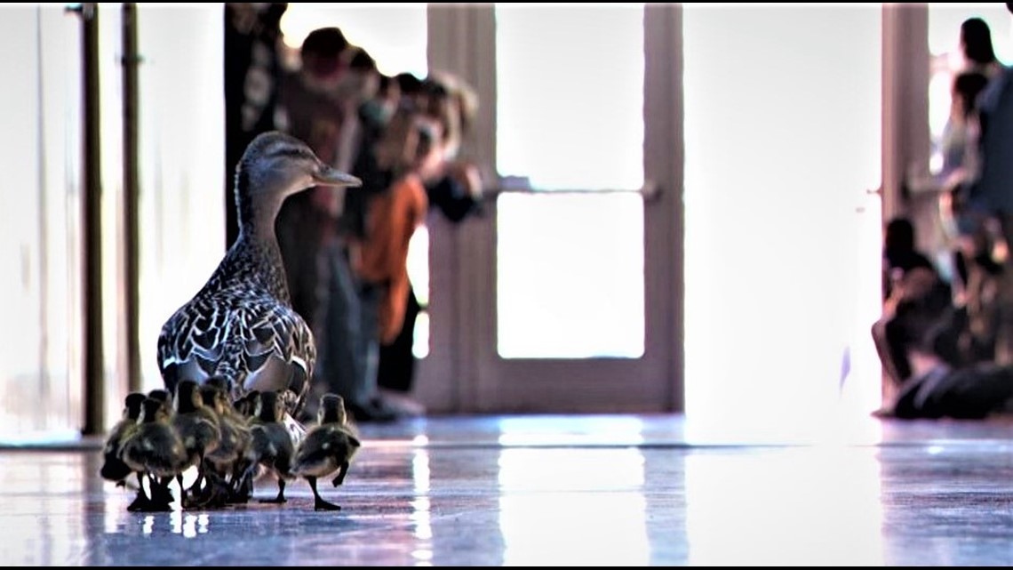Ten ducklings follow their mom through a Minnesota elementary school ...