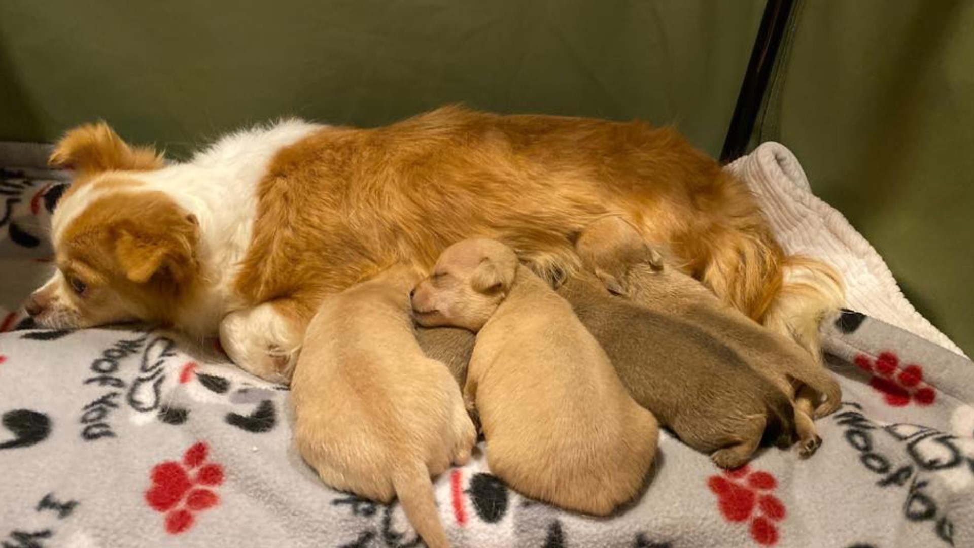 After every puppy in her litter died, dog 'adopts' orphan puppies ...