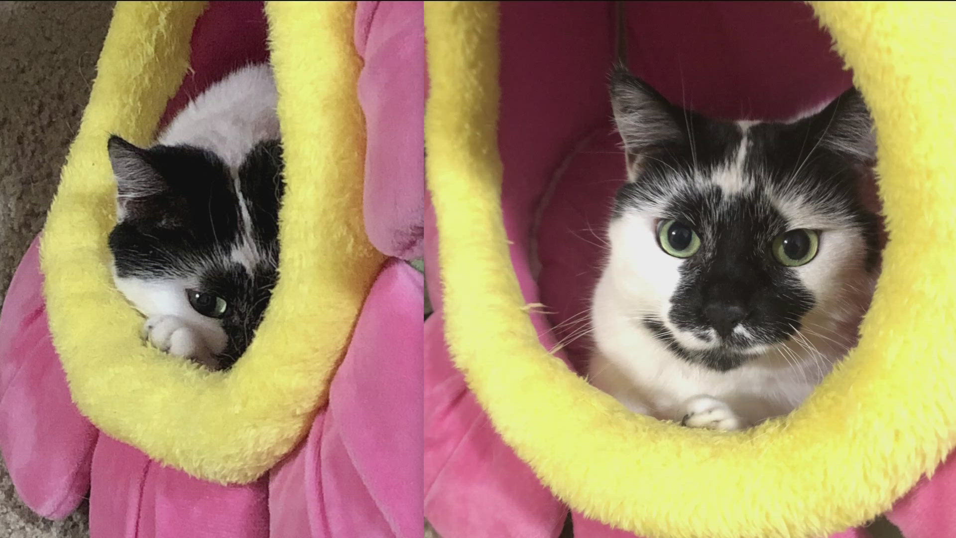 Trump says Iran wants to negotiate as the death toll in protests rises ...