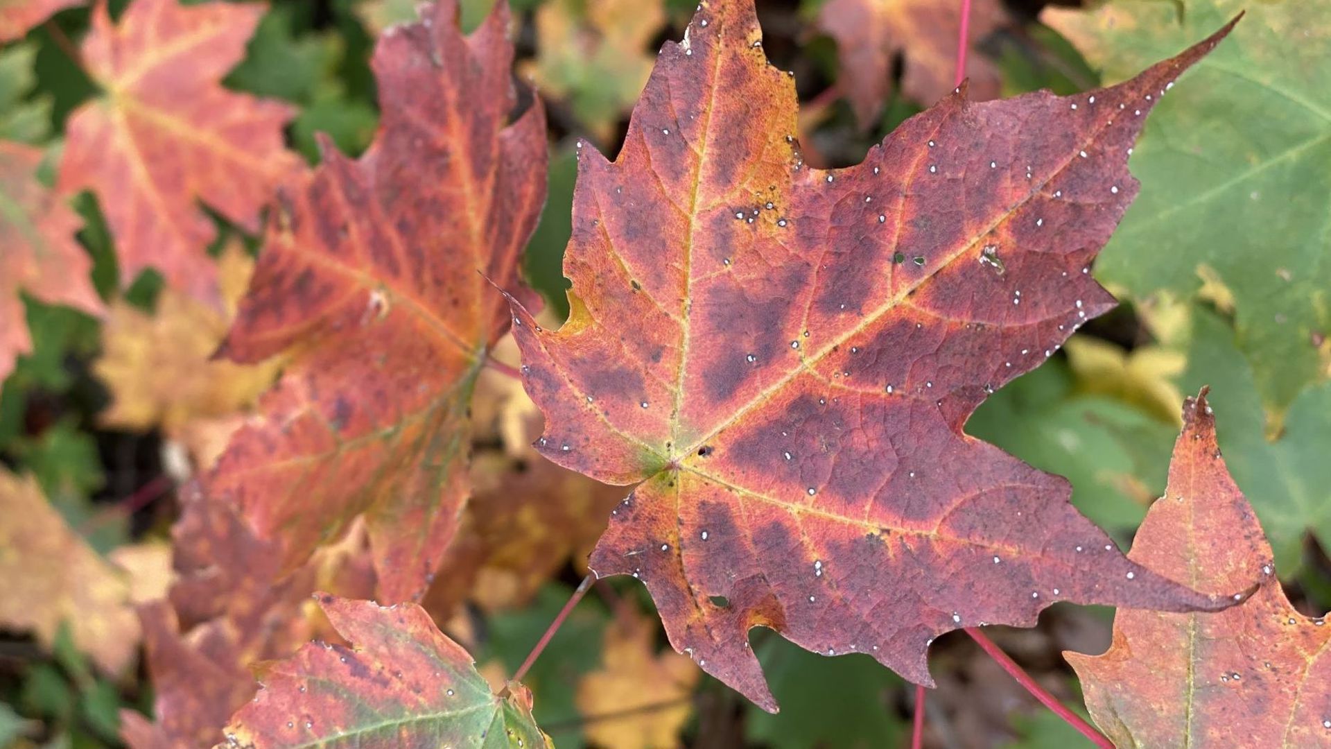 11 Minnesota apple orchards to check out this fall | kare11.com