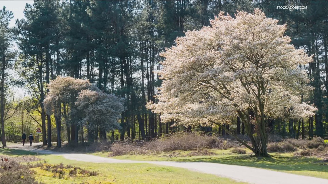 Grow with KARE: Trees for small spaces | kare11.com