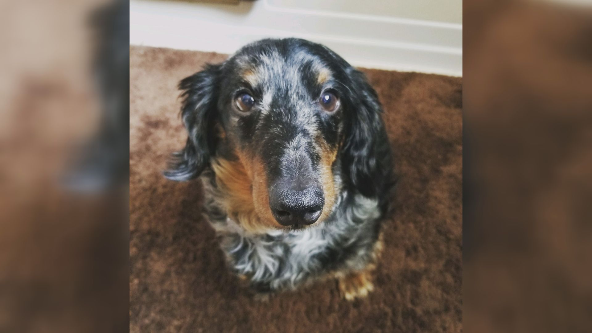 Missing Dachshund Returns Home After 3 Weeks In The Cold Kare11 missing-dachshund-returns-home-after-3-weeks-in-the-cold-kare11