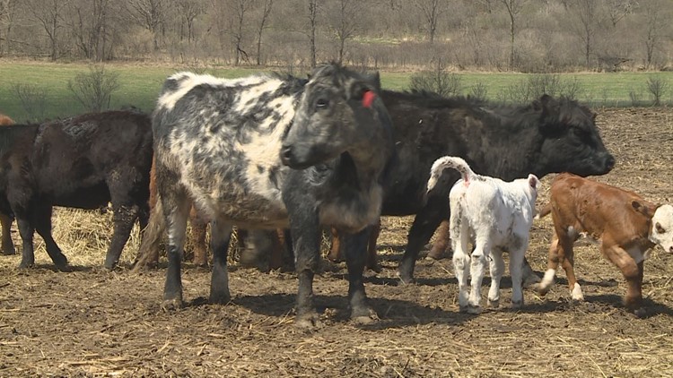 Albino cow steals hearts of Wisconsin farmers | kare11.com