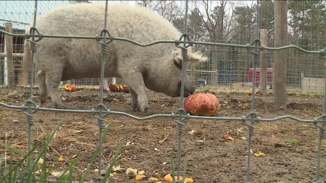 Grow with KARE: Pumpkins for pigs | kare11.com